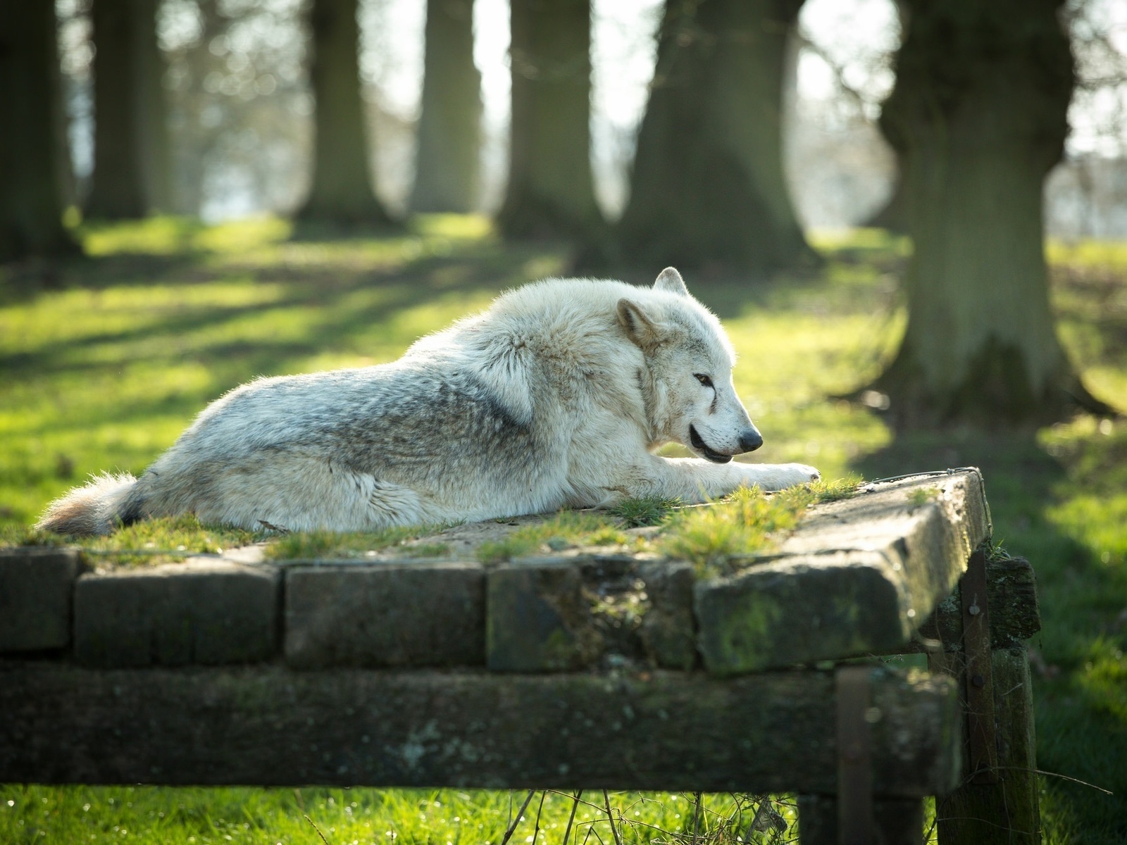 Fotografías de feroces lobos en campo natural