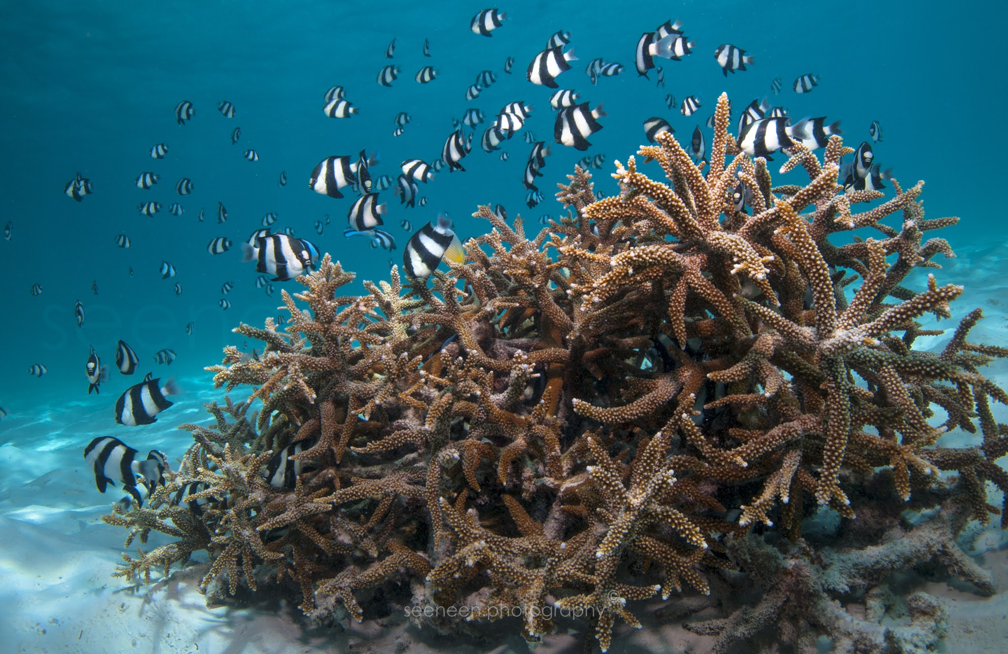 diveOceanus Maldives