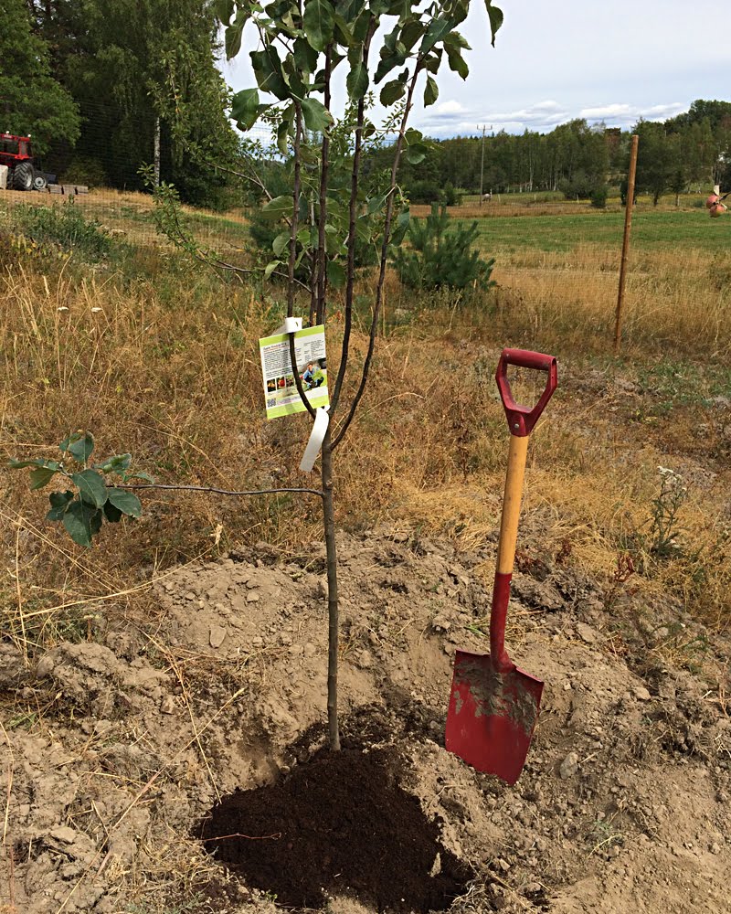 Ritas Fryd: Plant et tre ...