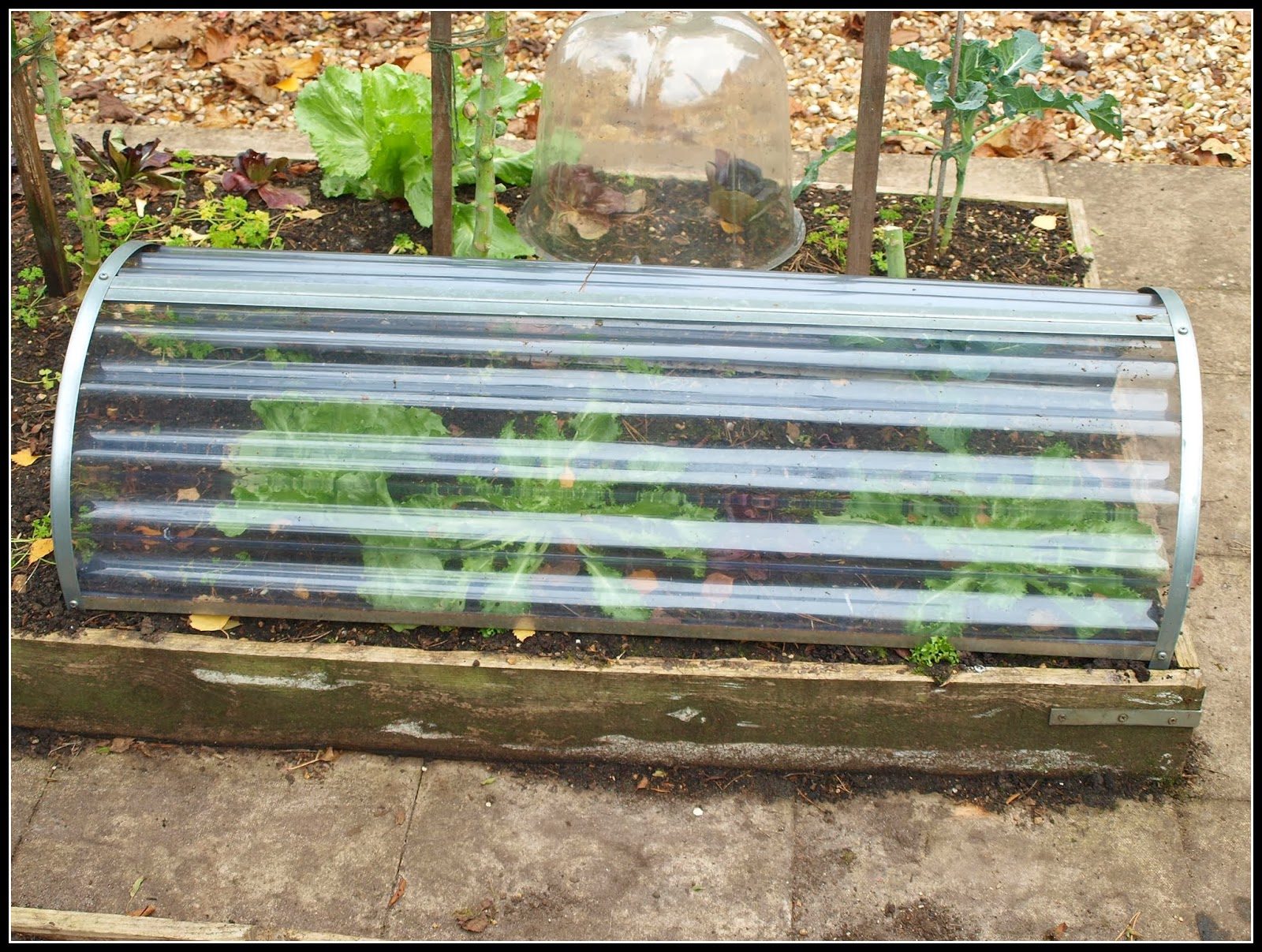 Mark's Veg Plot: Cloches