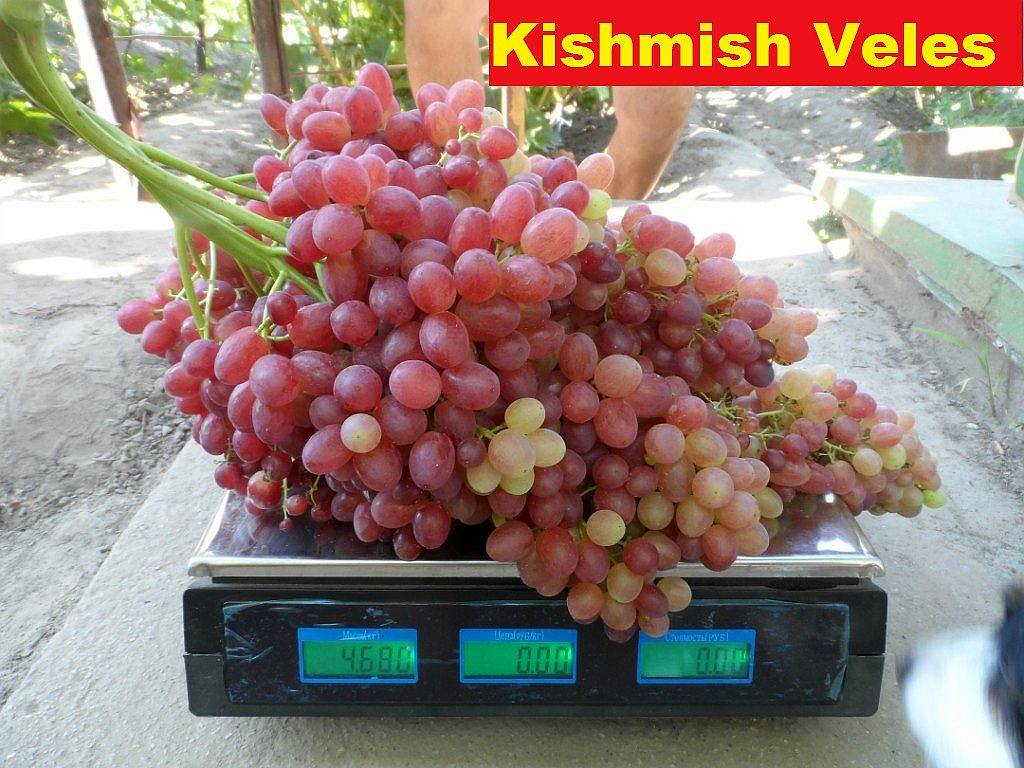 Anggur jenis Kishmish Veles | Pohon Anggur Genjah