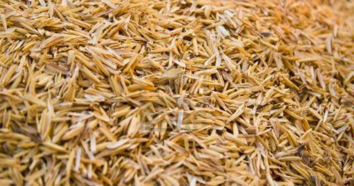 Rice husk as feedstock for biochar production.