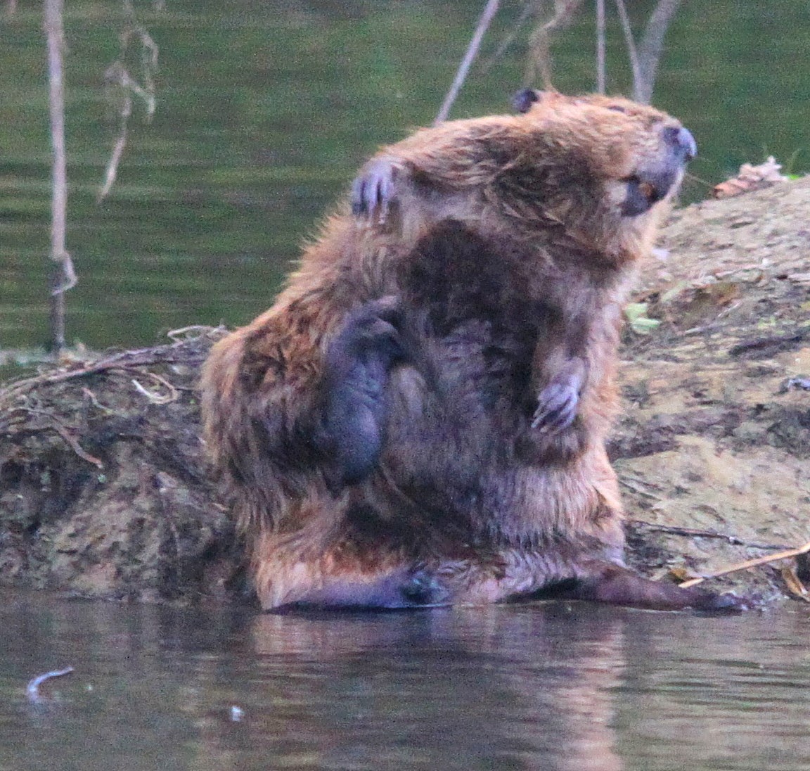 Gary's Outdoor Wanderings2: MORE UNUSUAL BEAVER PICS