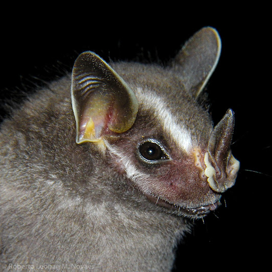 Morcegos do Brasil: Uroderma bilobatum