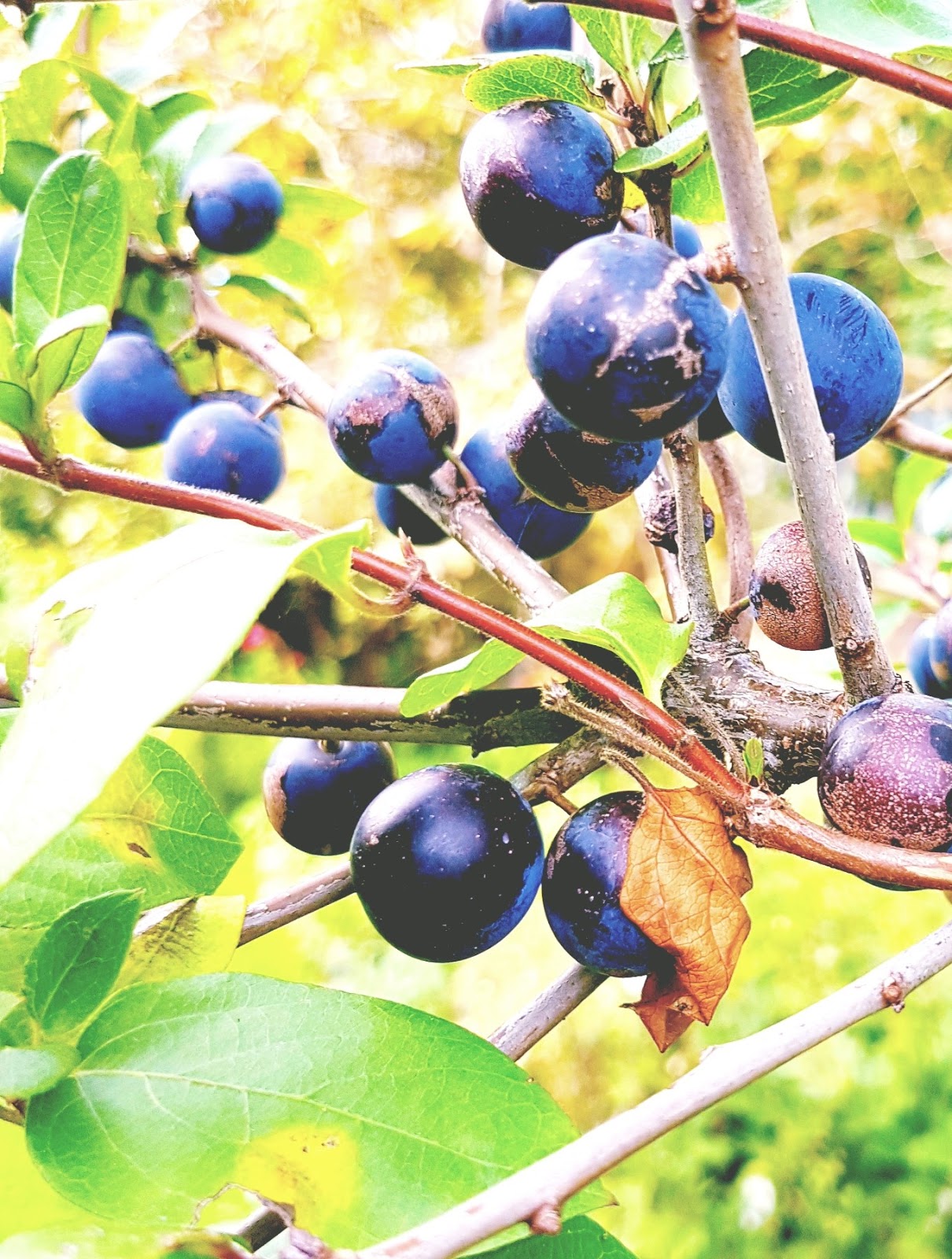 Michael Peverett: Bullaces