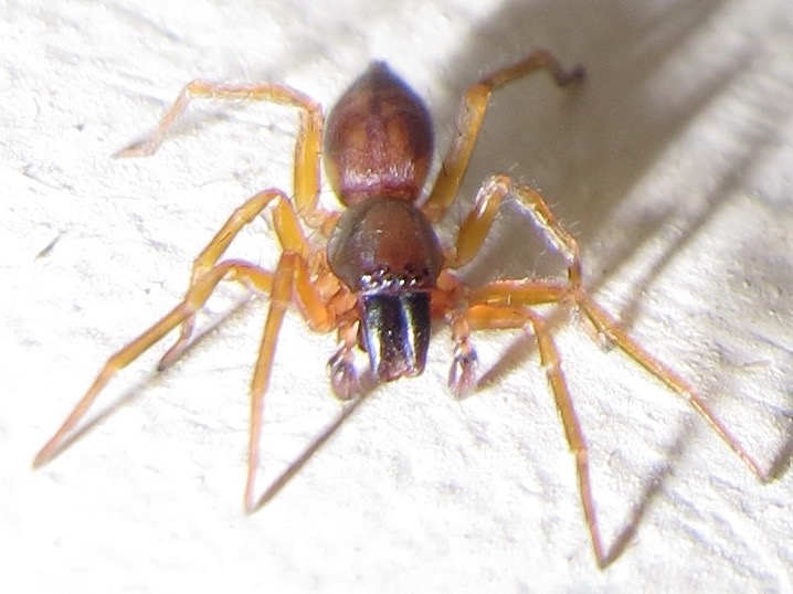 BugBlog: Clubionidae: Sac spiders