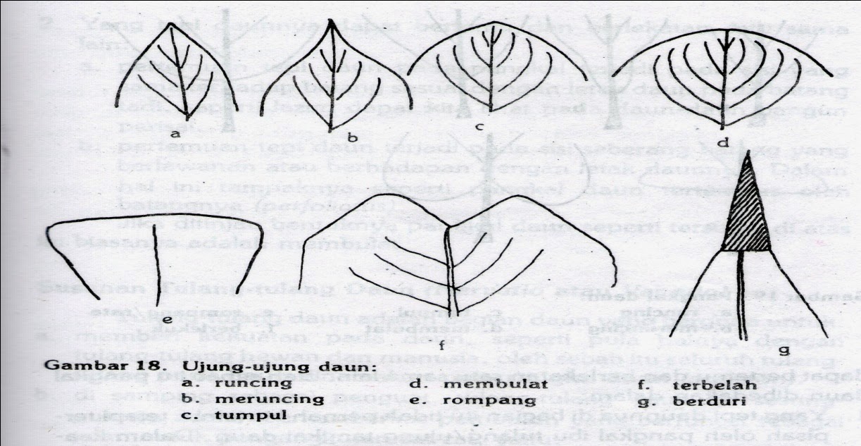 Morfologi Tumbuhan: DAUN (FOLIUM)