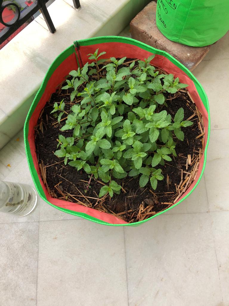 Balcony farming - agroplaza.in