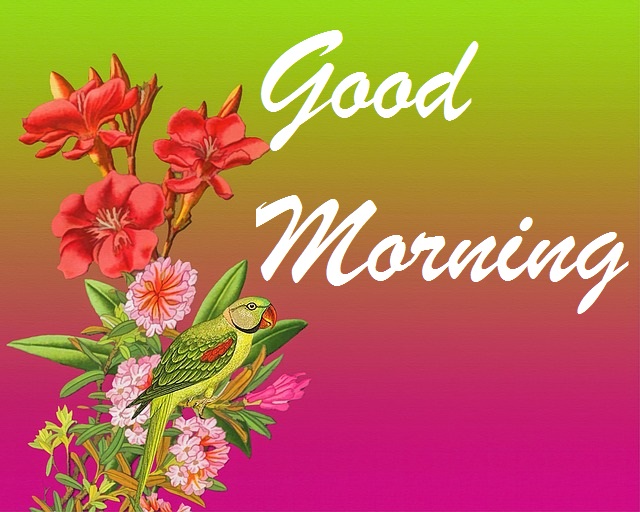 Birds Images With Good Morning Messages - Your Hop