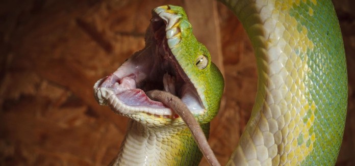 Unbelievable!!! Four Towns That Worship Python In Nigeria - Abuja Press