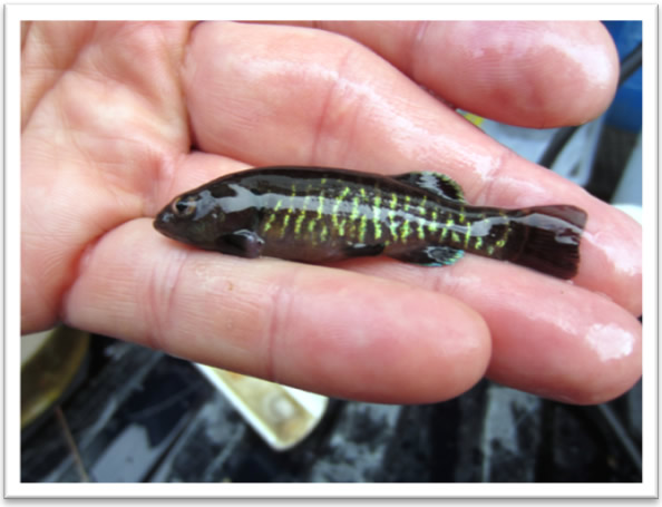 The Fish Files: Musings on the Olympic Mudminnow