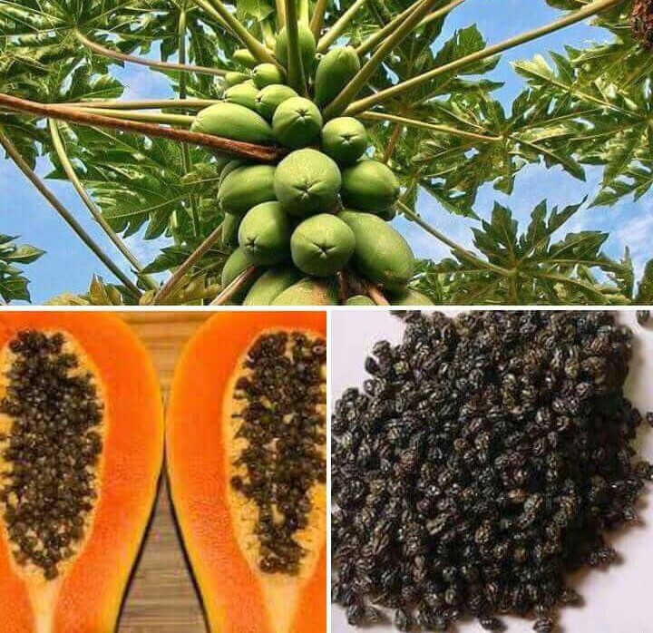 Découvrir tous les secrets de la Papaye et s'enrichir