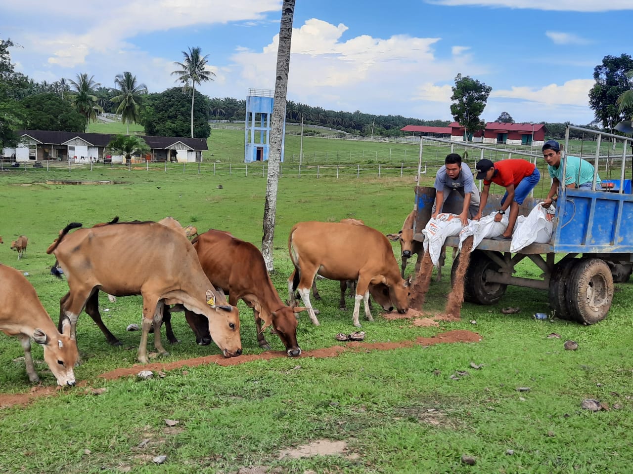 Ratusan Sapi Mati di Peternakan Air Runding - Swapena