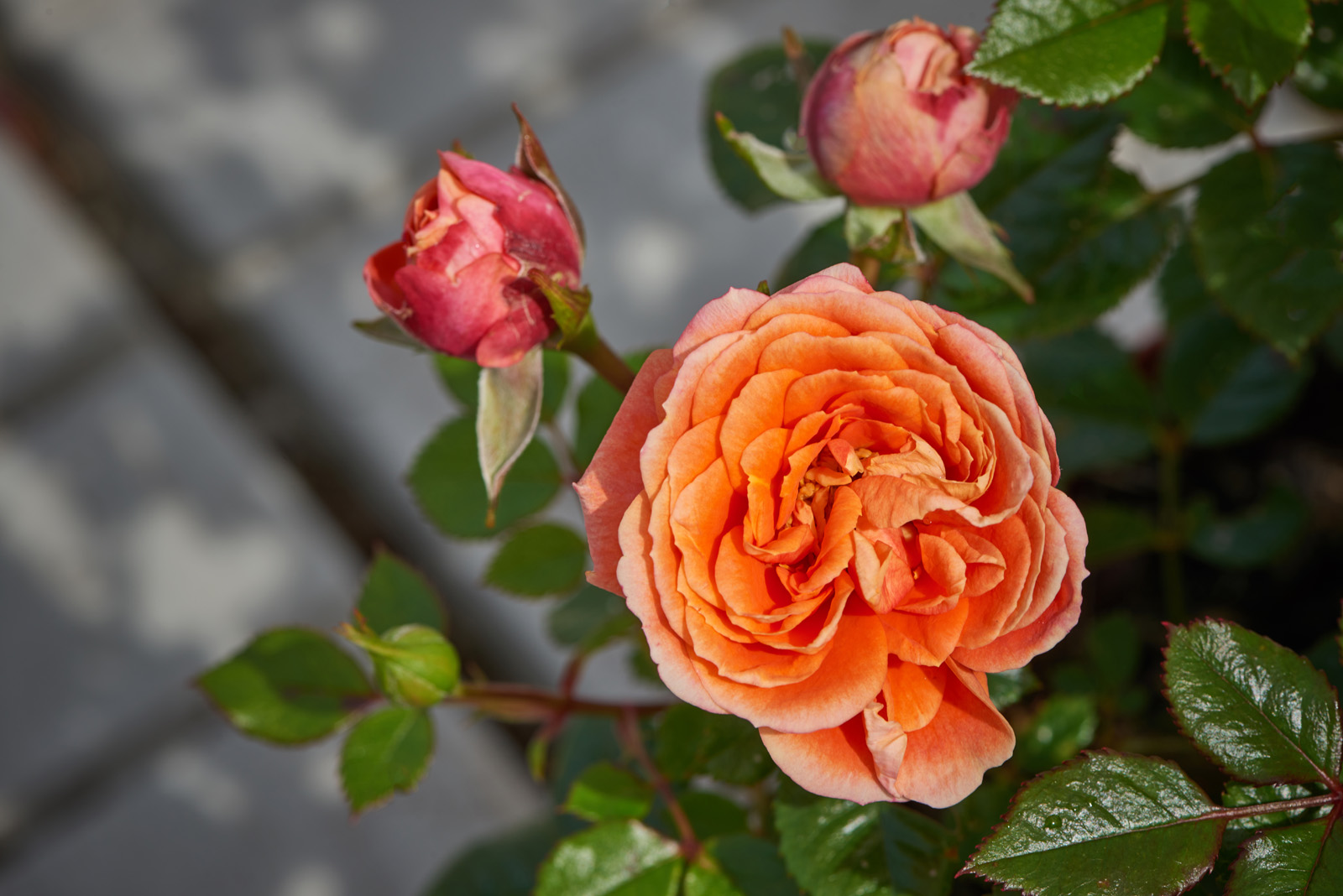 living among roses: Parade Cyndi™ от Nolina - Synonym (England): My Angel™