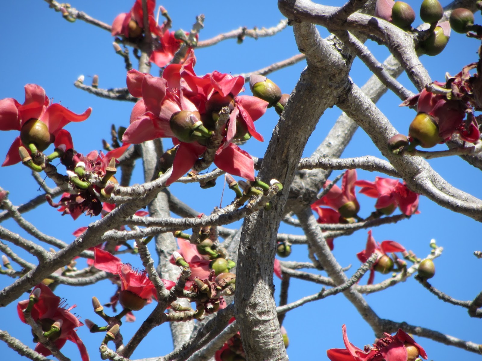 Visit Key West: Fantastic flowers of Key West
