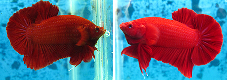 Betta Realm: Super Red HMPK