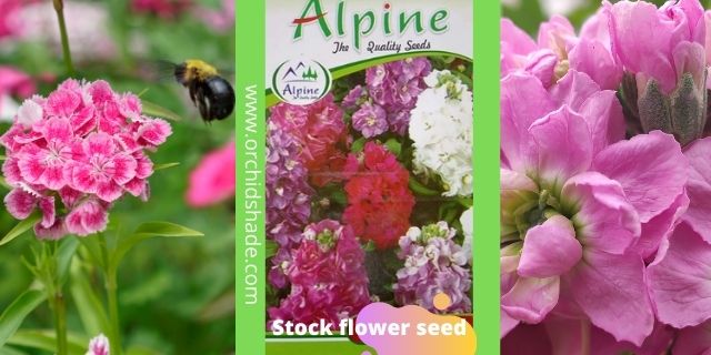 Try to Grow Tenweeks stock Flower | fragrance plant