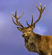 The Cellophane Queen: Scottish Legends - Sianach and Cusith