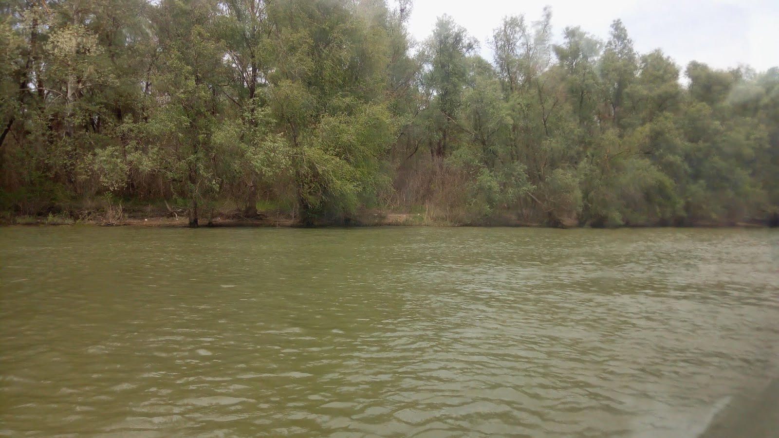 Cornelia Vîju: Delta Dunării, tărâm de poveste...aprilie 2019