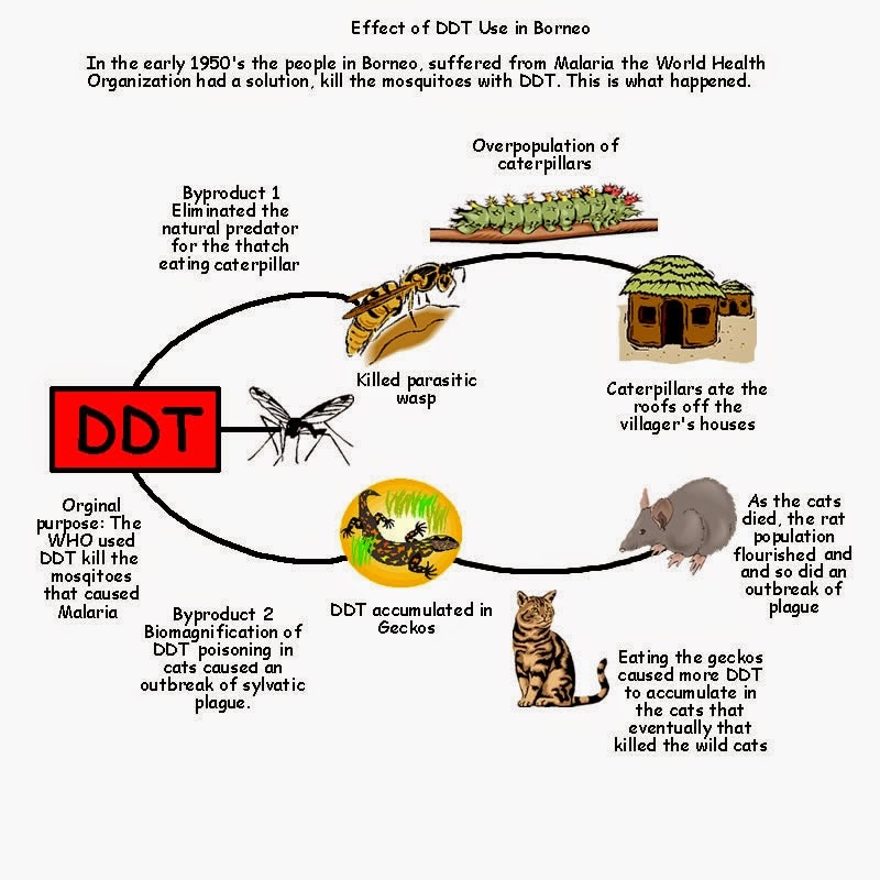 Enroque de ciencia: DDT, el insecticida problemático