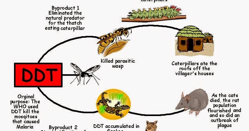 Enroque de ciencia: DDT, el insecticida problemático