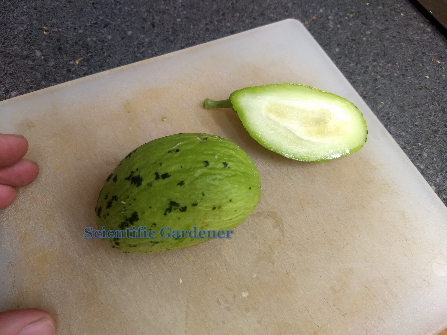 The Scientific Gardener: The Turkish Tursuluk Kelek in the Chicken Garden