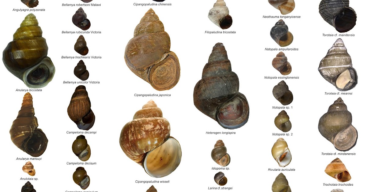 Freshwater Gastropods of North America: A Gene Tree for the Worldwide ...