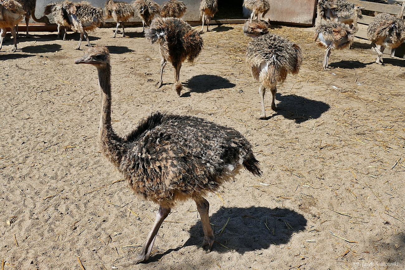 FotoBlog Jacek Sadłowski