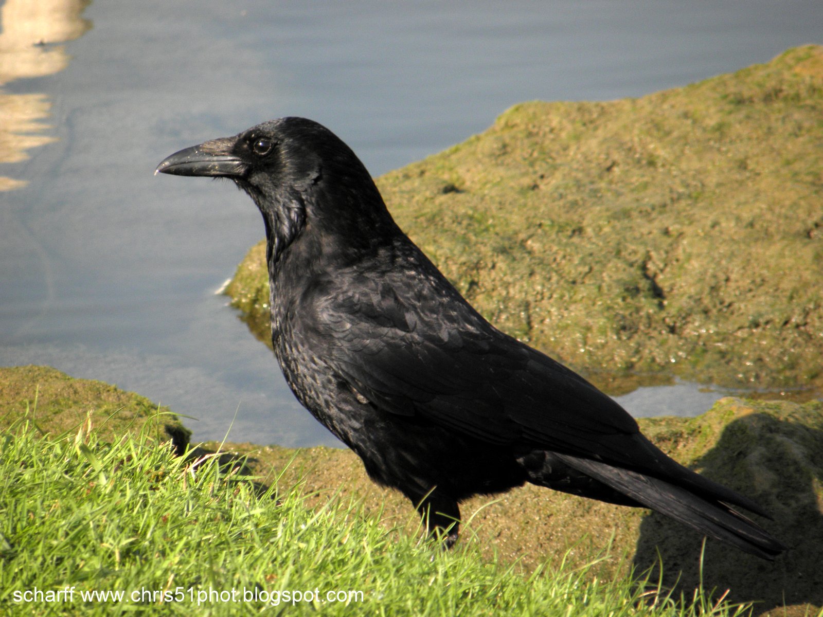 photosnature et pol: une corneille