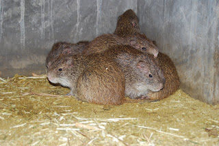Nazareth Agro-Pastoral Training and Production Centre: Cane Rat Production