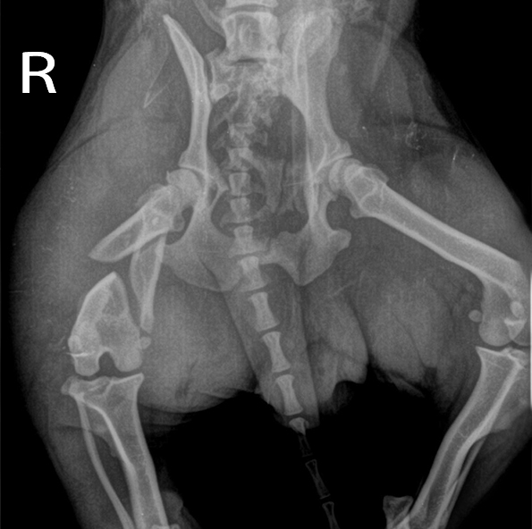 ARTROVET: Fractura de fémur