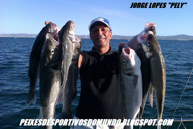 PEIXES DESPORTIVOS DO MUNDO: O ROBALO - Dicentrarchus labrax (Linnaeus ...