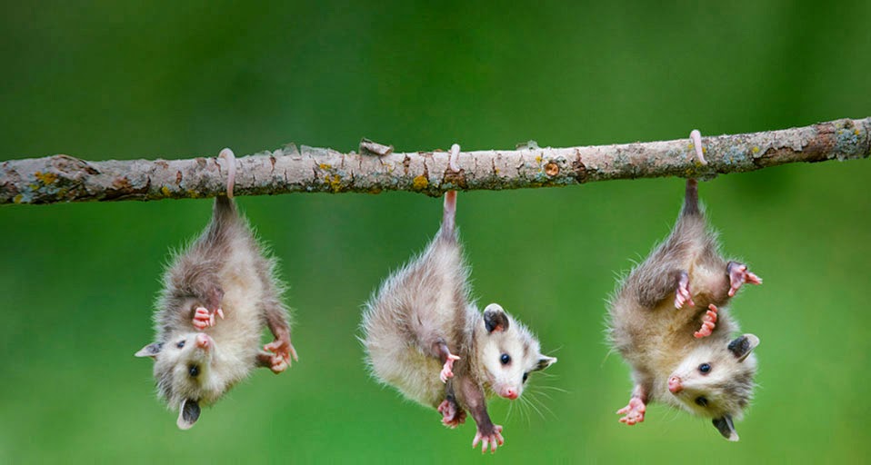 Sciencuriosities: Los animales que más duermen