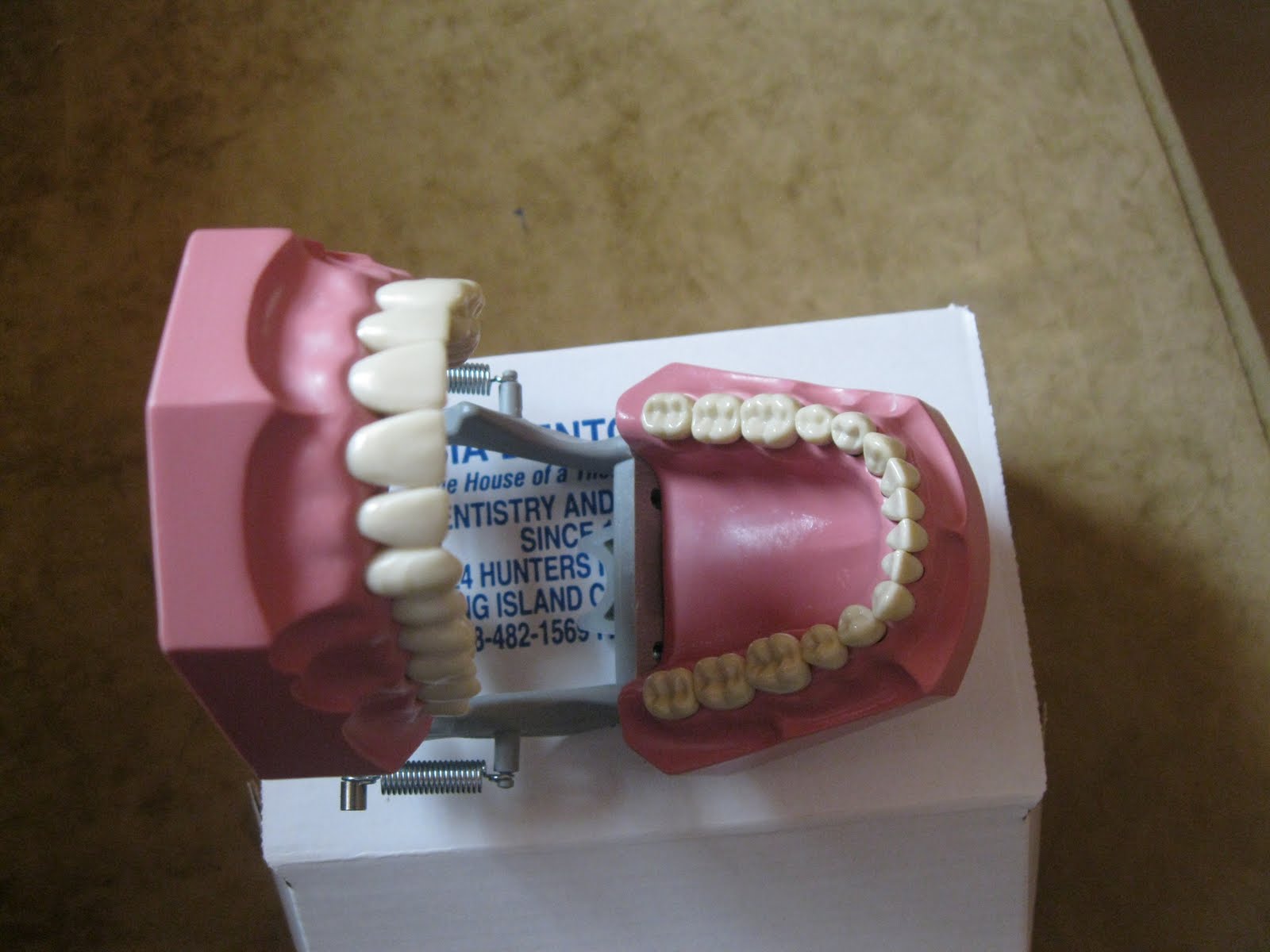 TYPODONT JAWS AND TEETH: BUYERS OF TYPODONT FROM APEXION