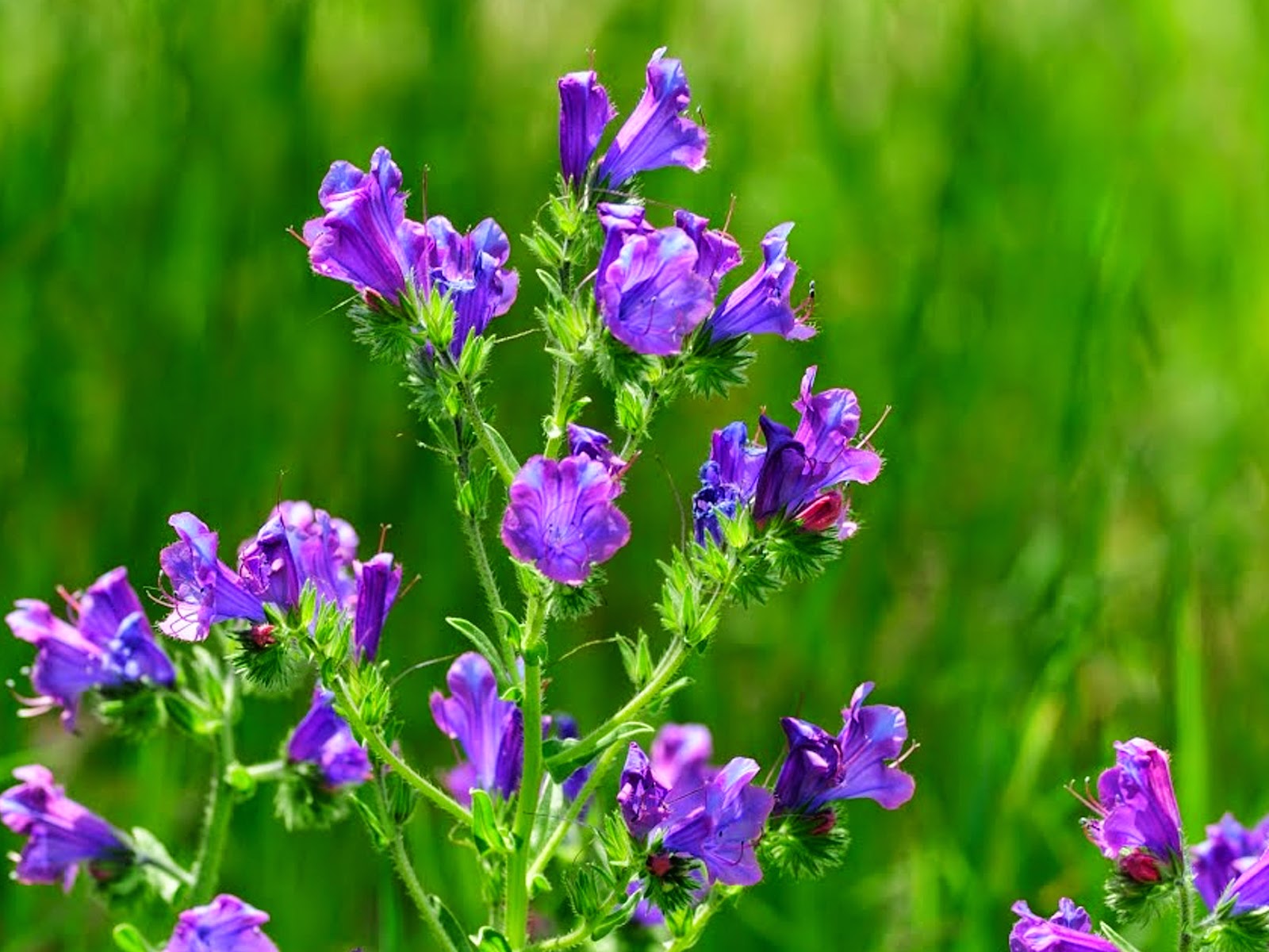 MAP: PATERSON'S CURSE IN LEONGATHA