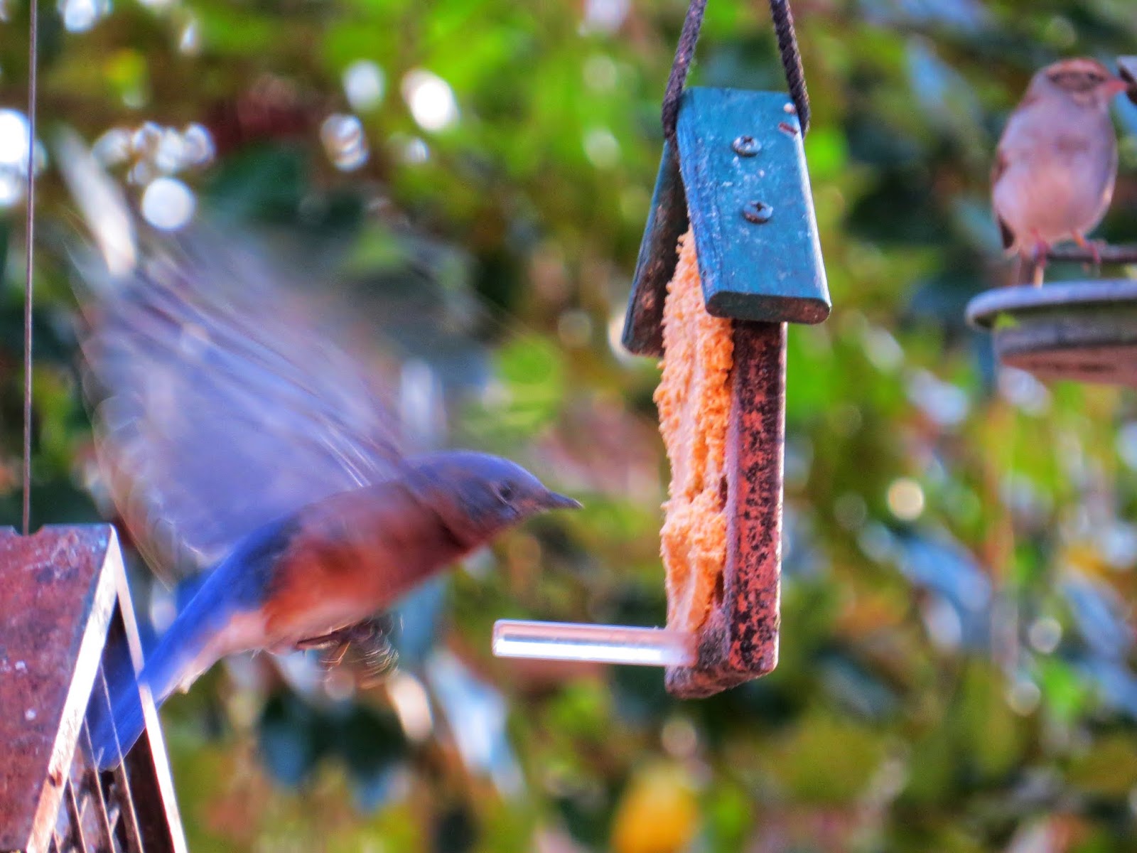 BirdsEyeViews: January Bird Bounty