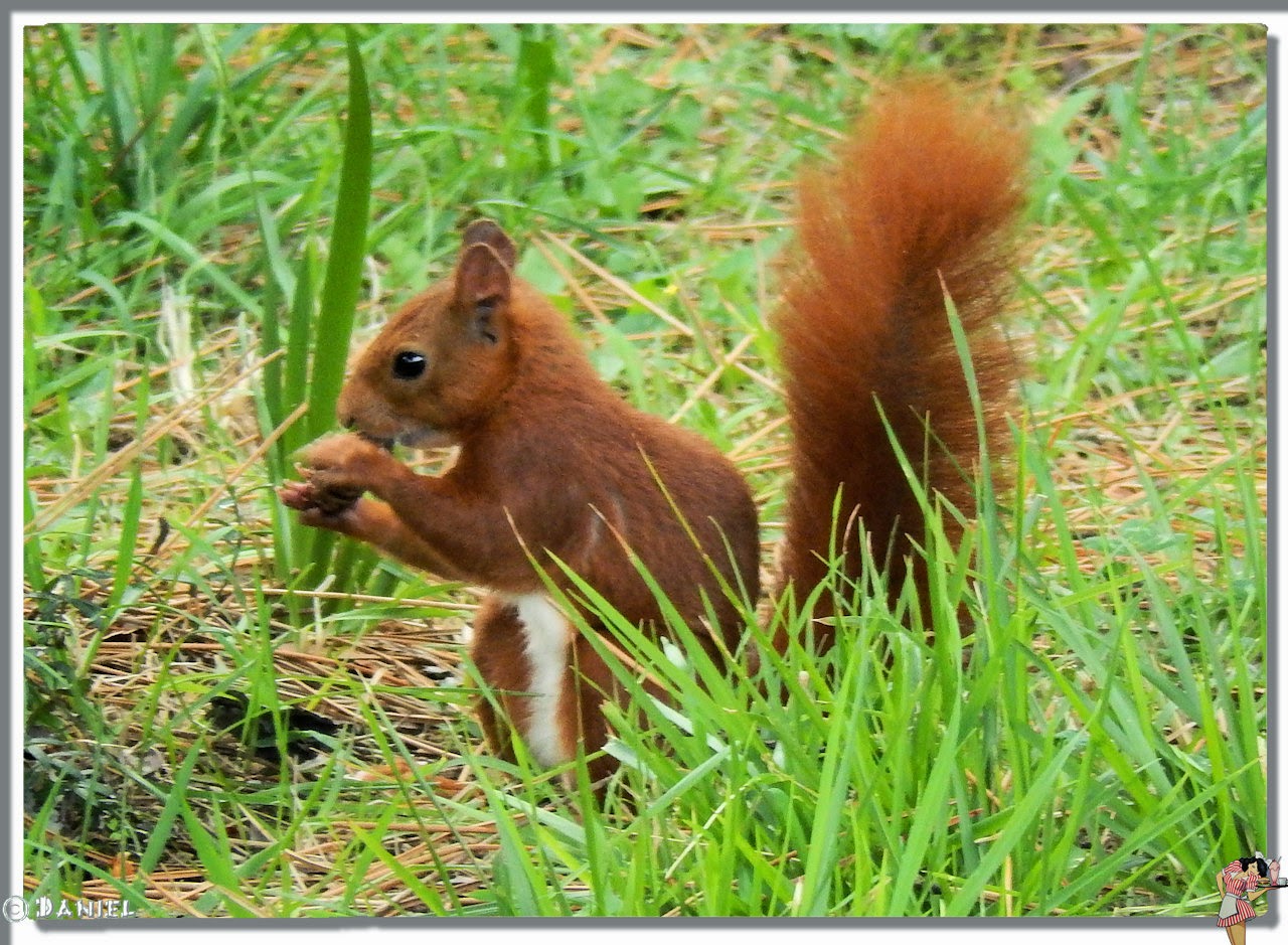 Photos Daniel: Écureuil