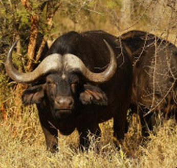 Spend Like A King: World’s Most Expensive Buffalo Bull