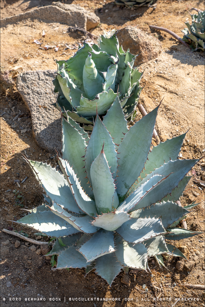 Jeremy Spath's Hidden Agave Ranch: the grounds