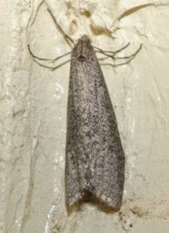 The Nature of Robertson: June 2014