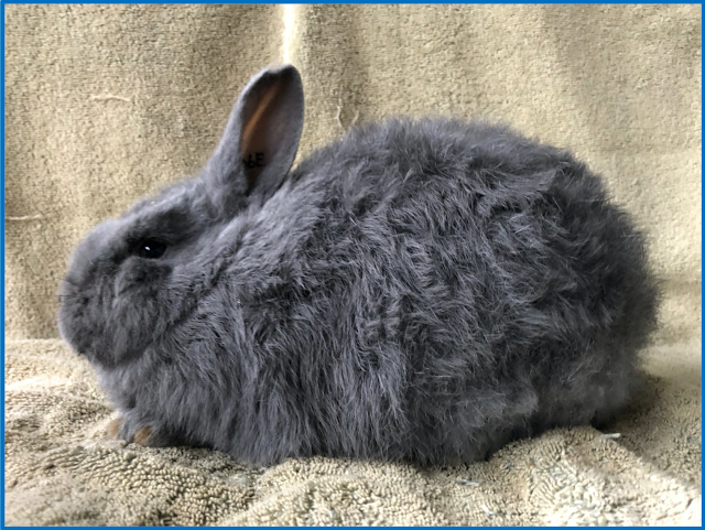 Gryphon Farms Silver Fox Rabbits: Available Rabbits