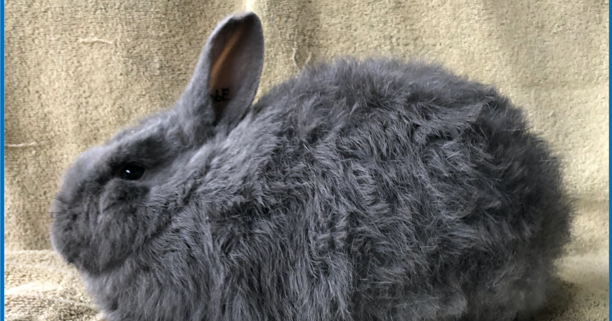 Gryphon Farms Silver Fox Rabbits: Available Rabbits