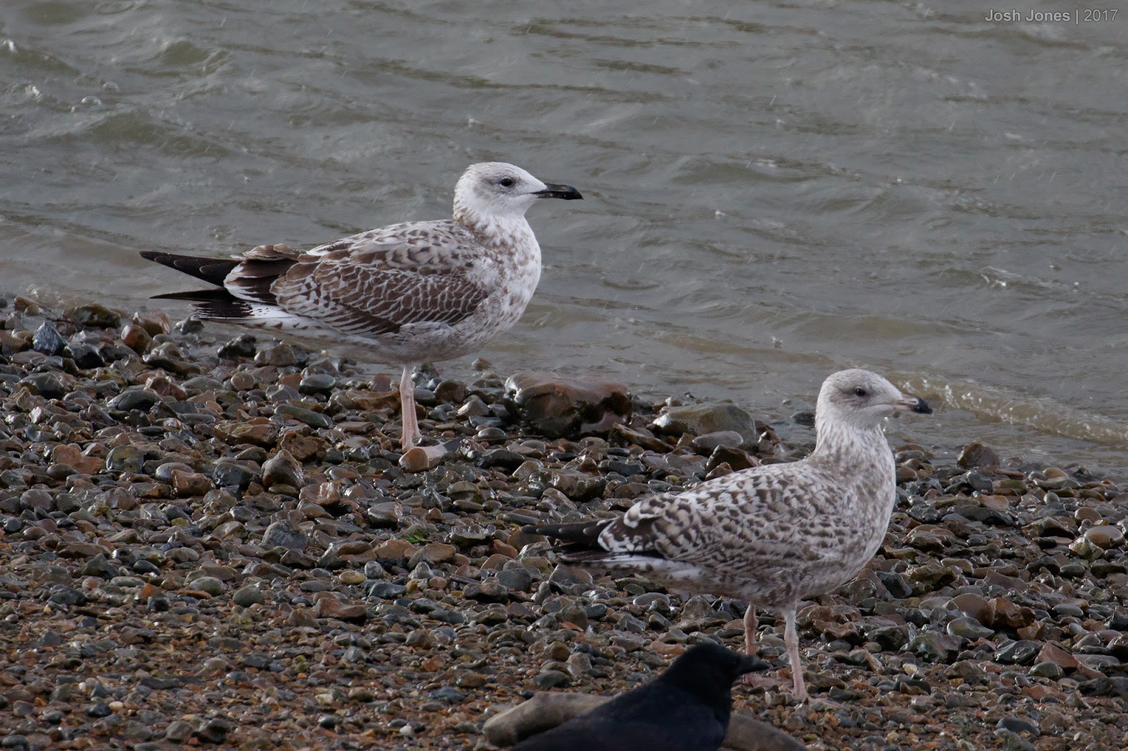 First Caspian Gull of the season in Hammersmith | Best Pictures