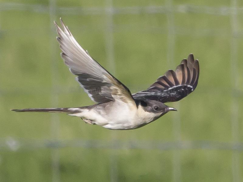 Colyton Wildlife: Great-spotted Cuckoo - Bird in Flight shots