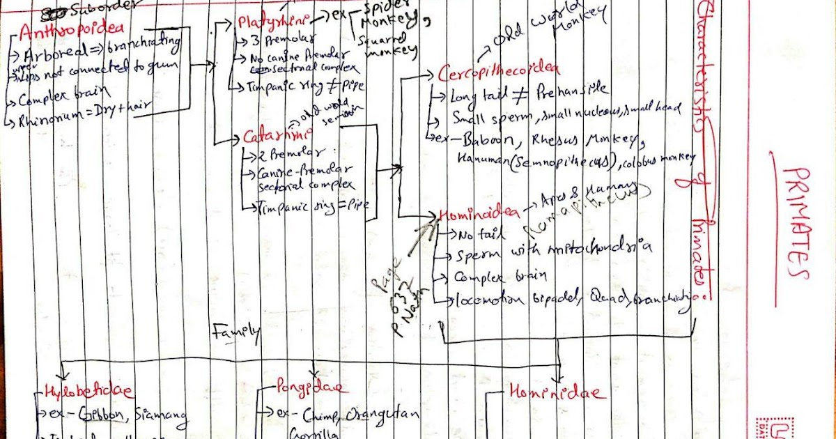 Preconsul- Dryopithecus-Shivapithecus (Ramapithecus)