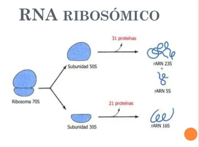 Los ácidos nucleidos: BASES PÚRICAS Y PIRIMIDÍNICAS