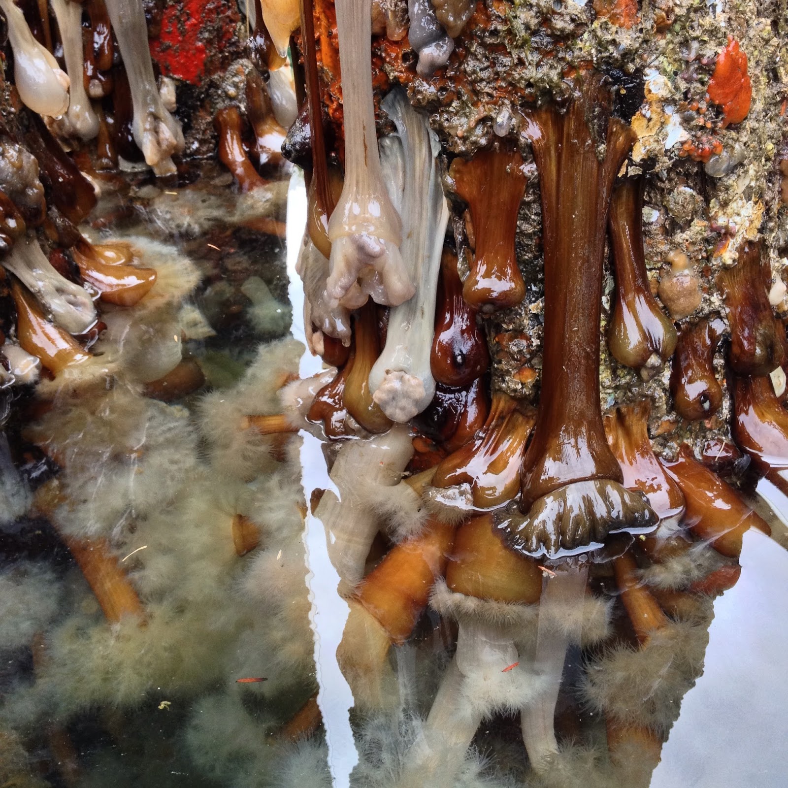 Tapaltos Bay, Cape Beale on May Long Weekend 2014 - Explorington