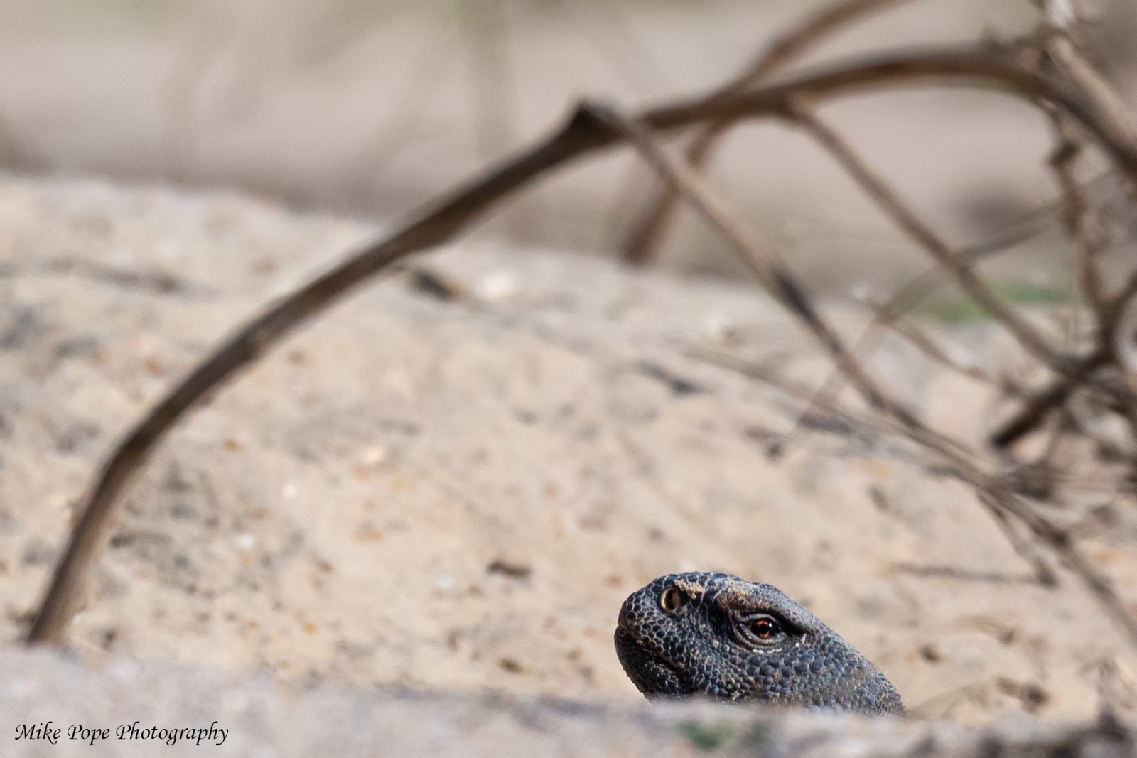 Kuwait Birding: 2019