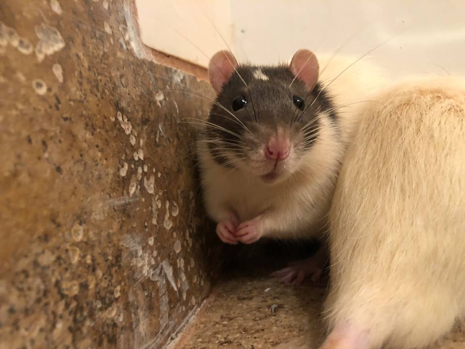 Rat Refuge: How To Set Up Your First Rat Habitat