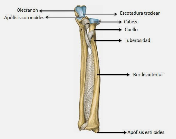 Sobotta Atlas de anatomía